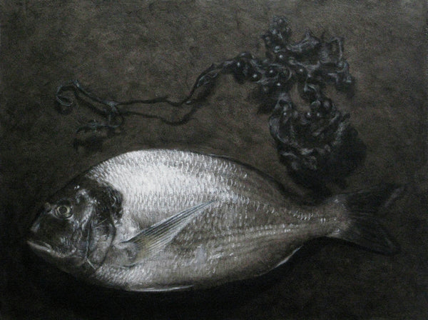 Rob Pittam contemporary British figurative art 'Sea Bream with Seaweed ...